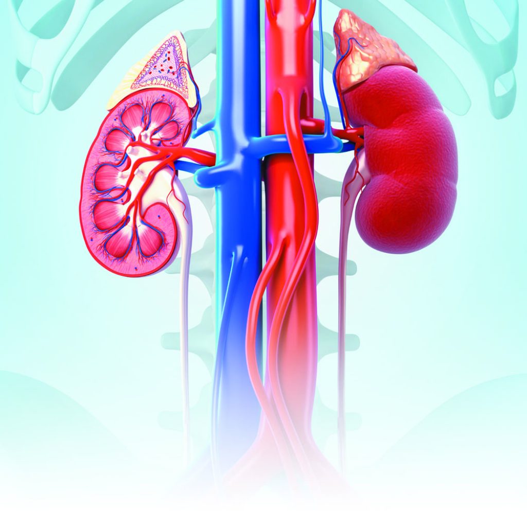 Caring For Your Kidneys | Northpointe Medical